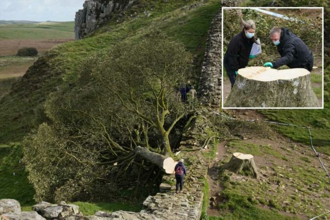 Who is suspected of cutting down the Sycamore Gap tree? | The Sun ...